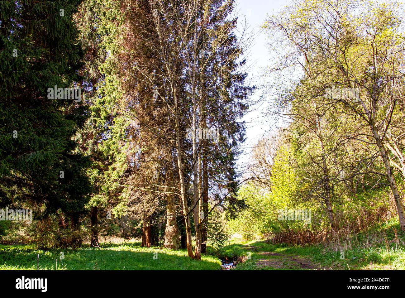 May weather brings beautiful blue sky and warm spring sunshine to Caird ...