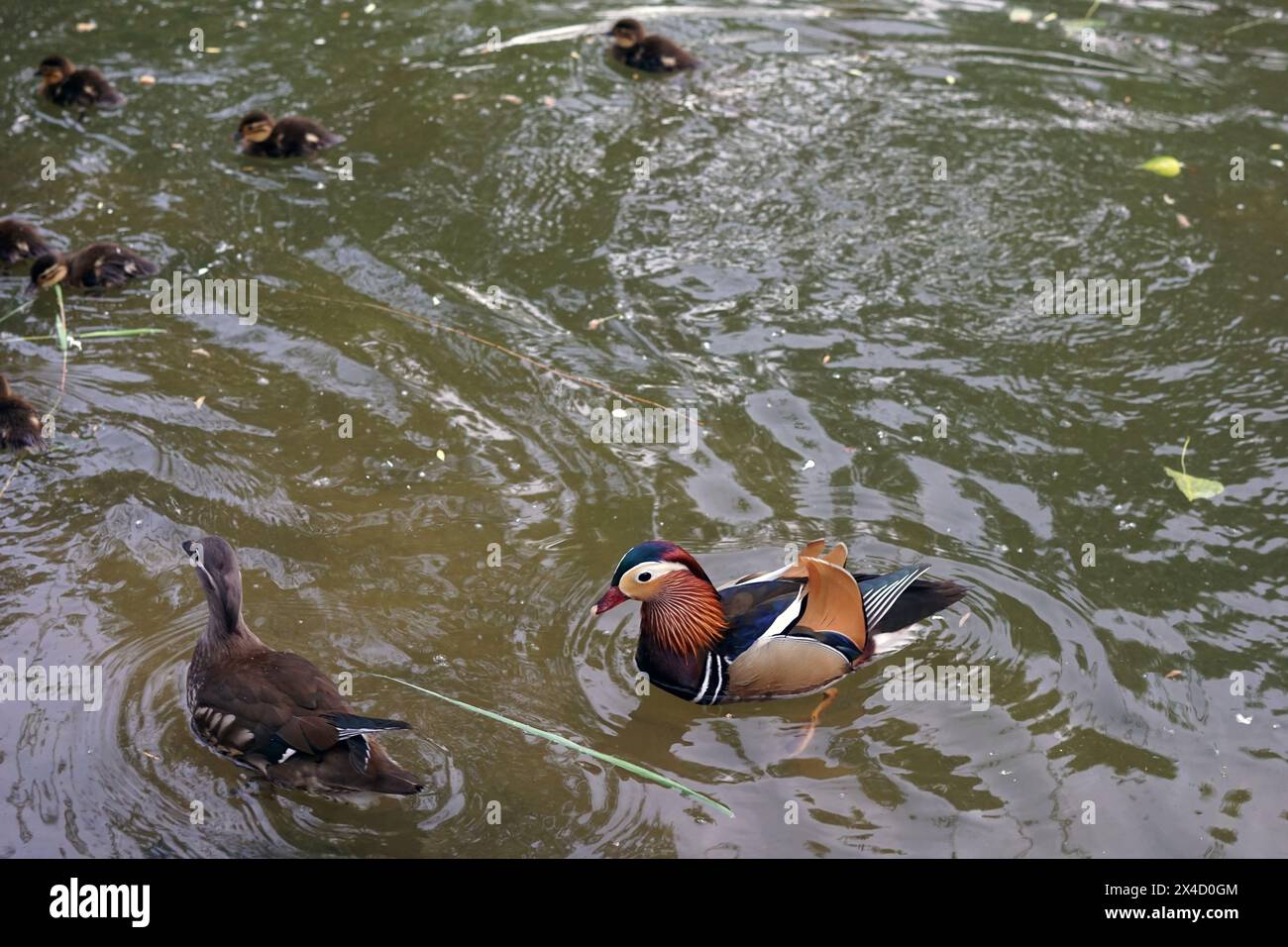 Zizhuyuan (Bamboo Park) Beijing Stock Photo - Alamy