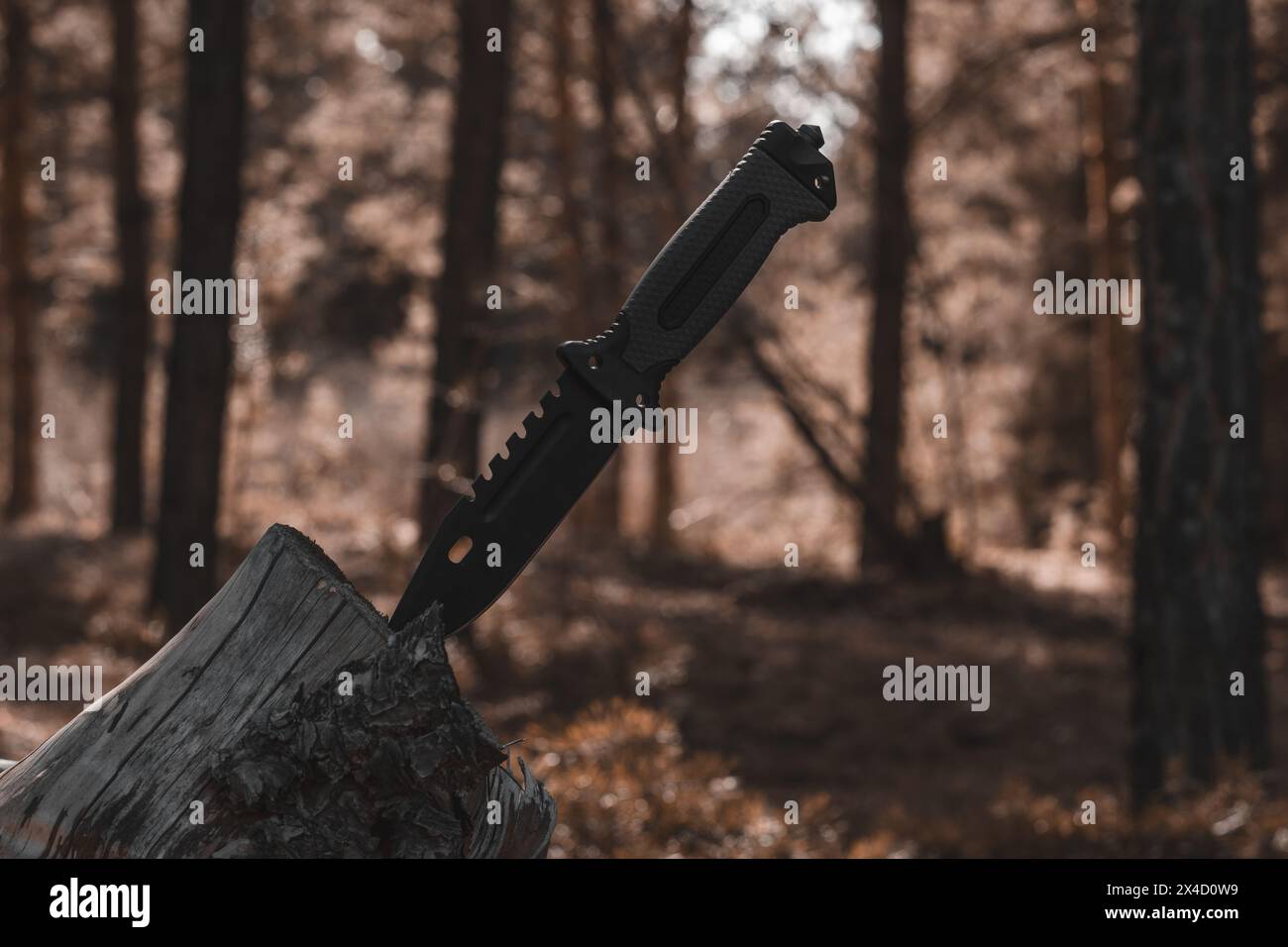 Knife stuck in a tree trunk in the forest Stock Photo - Alamy