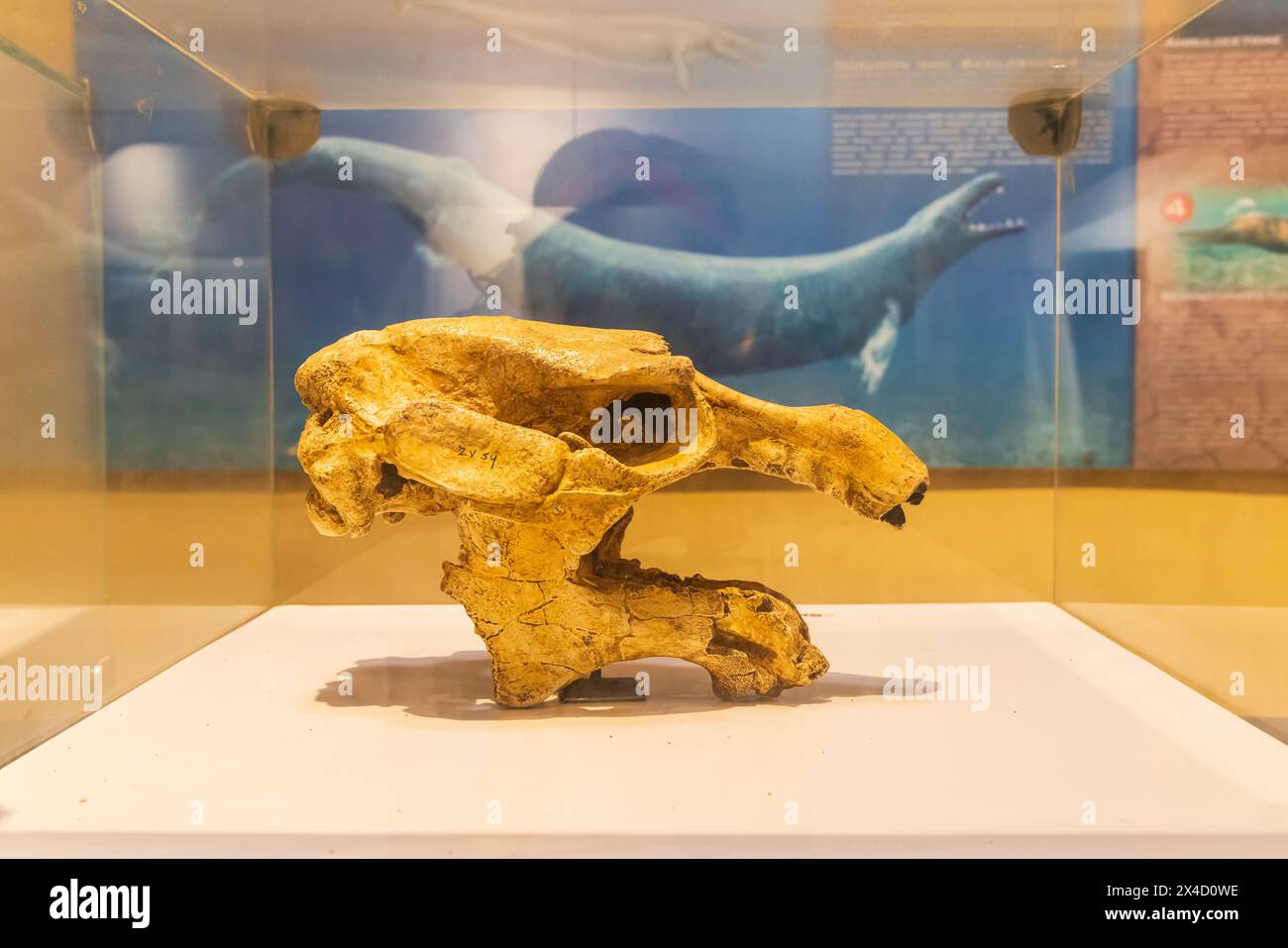 Wadi al Hitan, Faiyum, Egypt. Whale skull fossil in the museum at Wadi ...