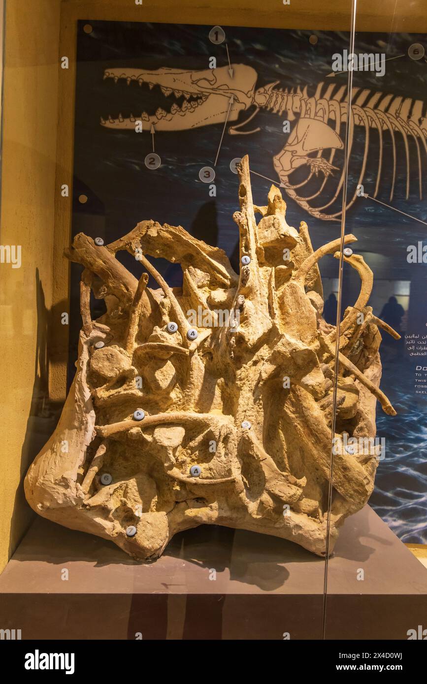 Wadi al Hitan, Faiyum, Egypt. Whale fossil in the museum at Wadi el ...