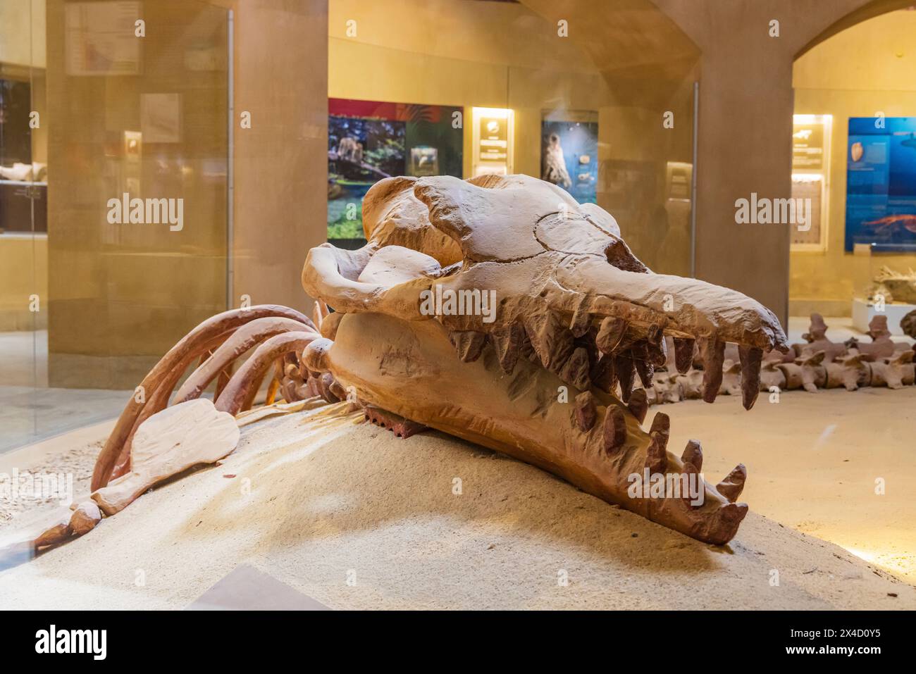 Wadi al Hitan, Faiyum, Egypt. Fossil whale skull in the museum at Wadi ...