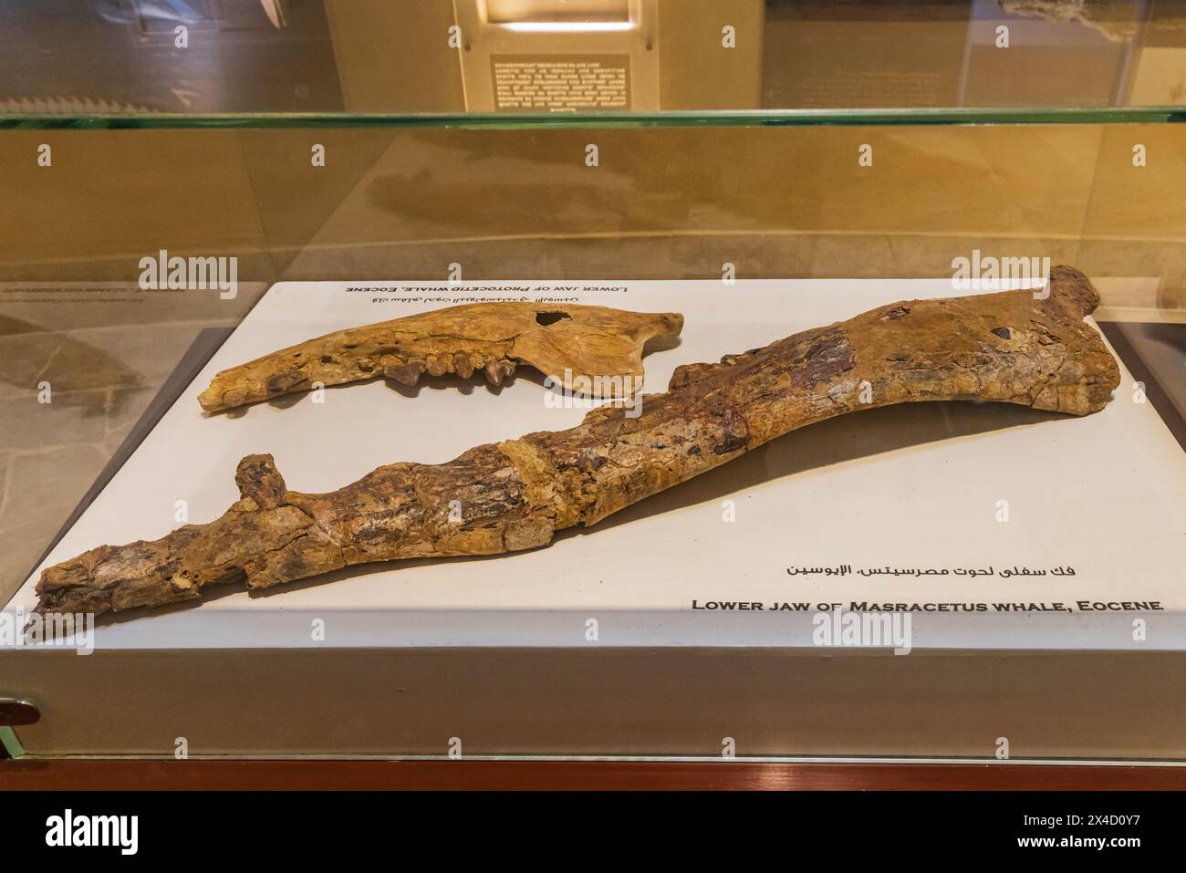 Wadi al Hitan, Faiyum, Egypt. Fossil whale jaw in the museum at Wadi el ...