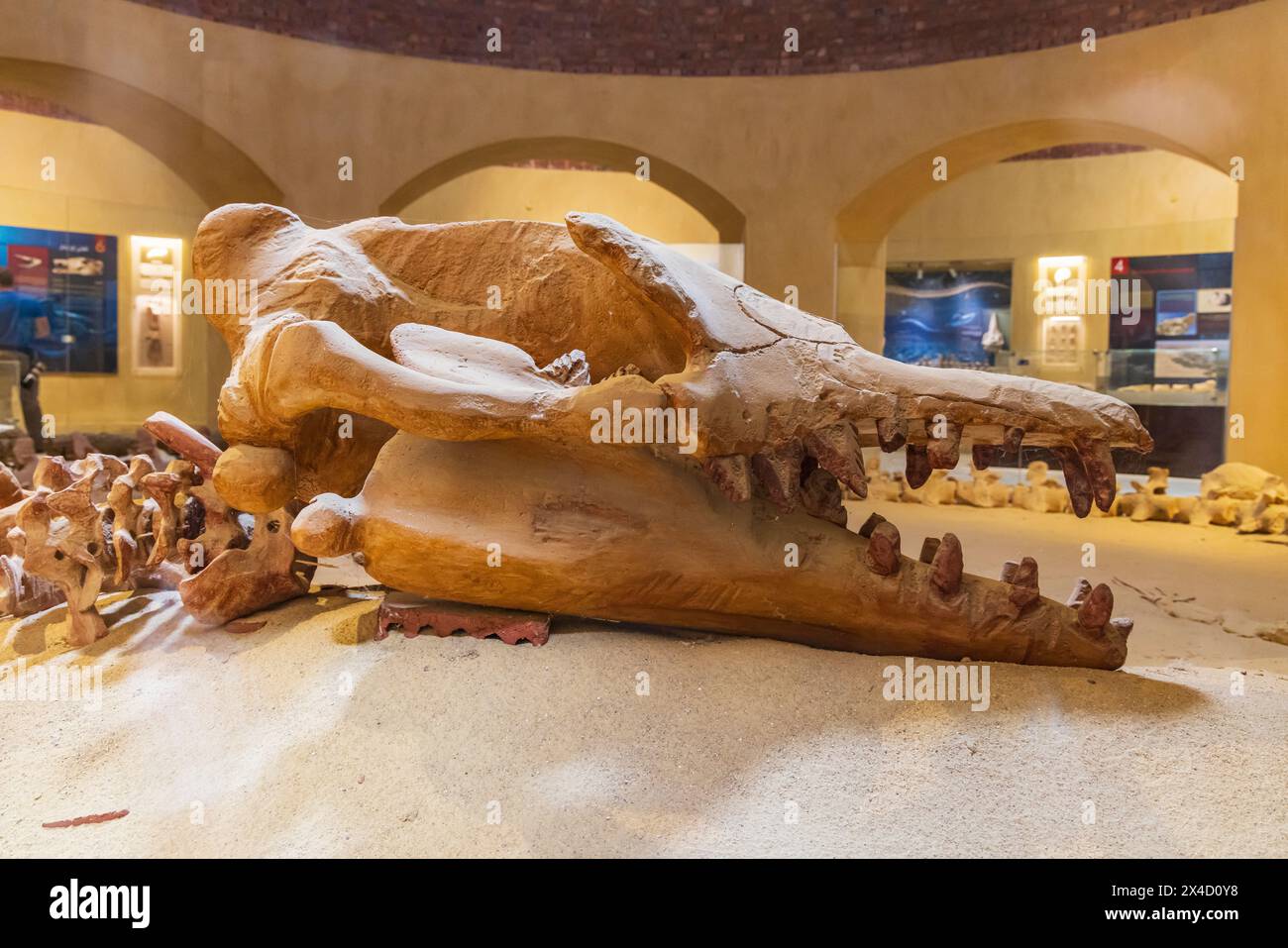 Wadi al Hitan, Faiyum, Egypt. Fossil whale skull in the museum at Wadi ...