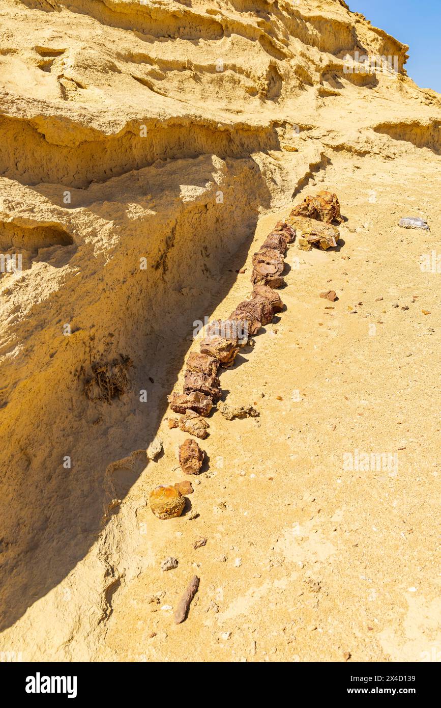 Wadi al Hitan, Faiyum, Egypt. Whale fossil along the interpretive trail ...