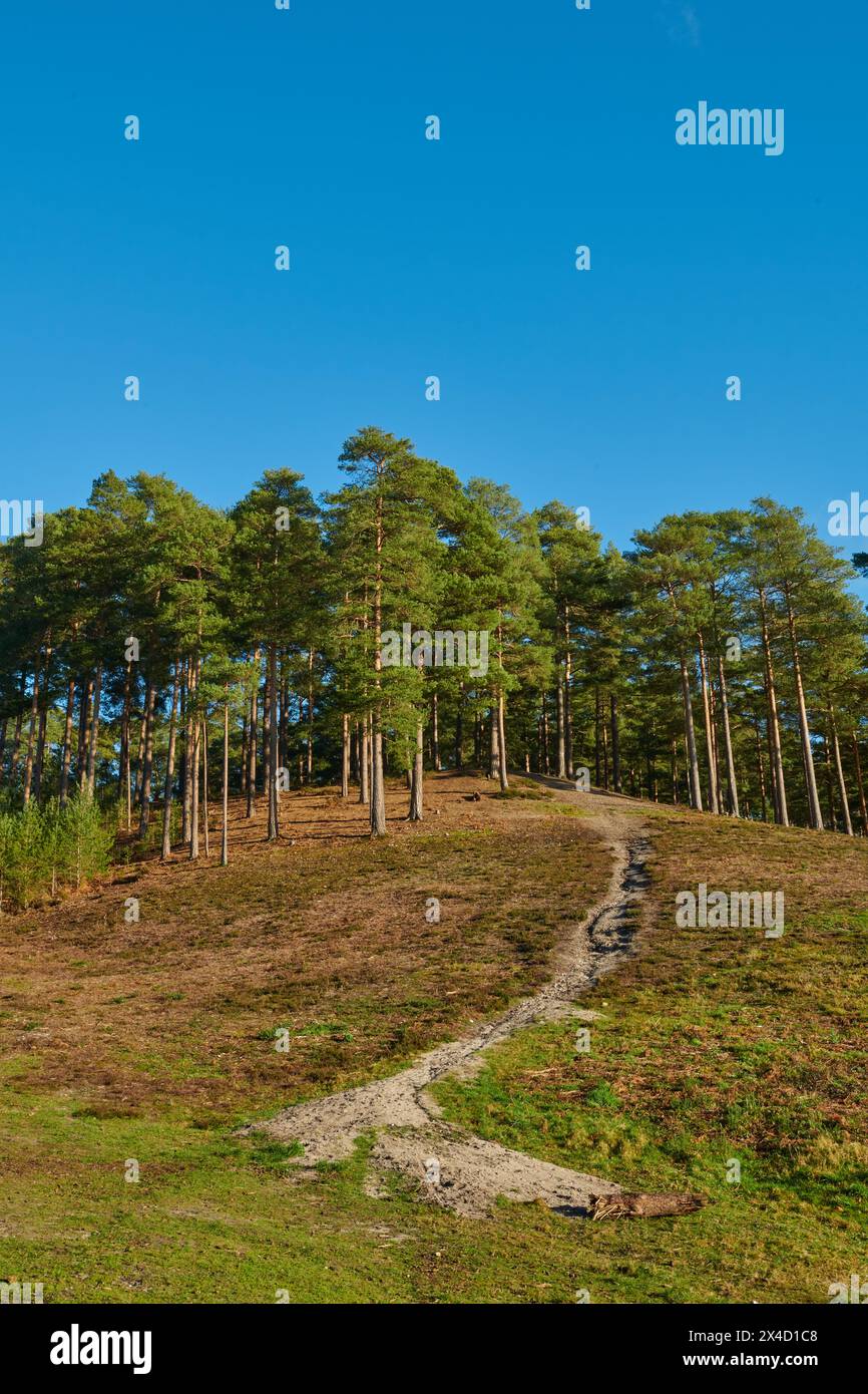 Trees of Bourne Wood forest in winter sunrise Stock Photo - Alamy