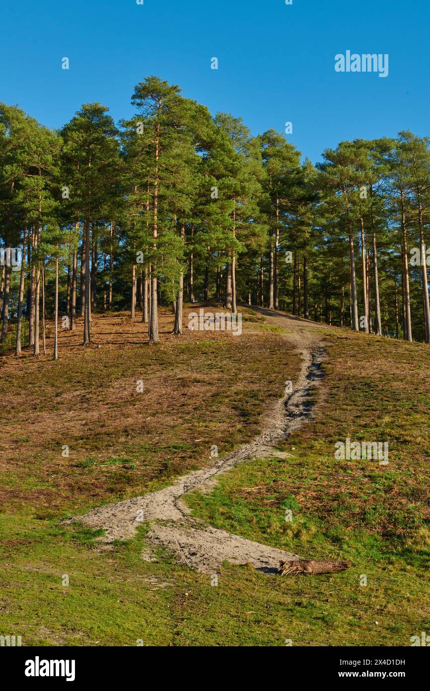 Trees of Bourne Wood forest in winter sunrise Stock Photo - Alamy