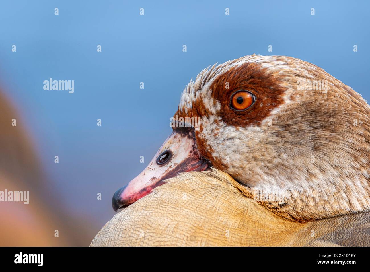 Nilgänse, Nilgans Alopochen aegyptiaca, Kopf, Porträt, am Mainufer ...