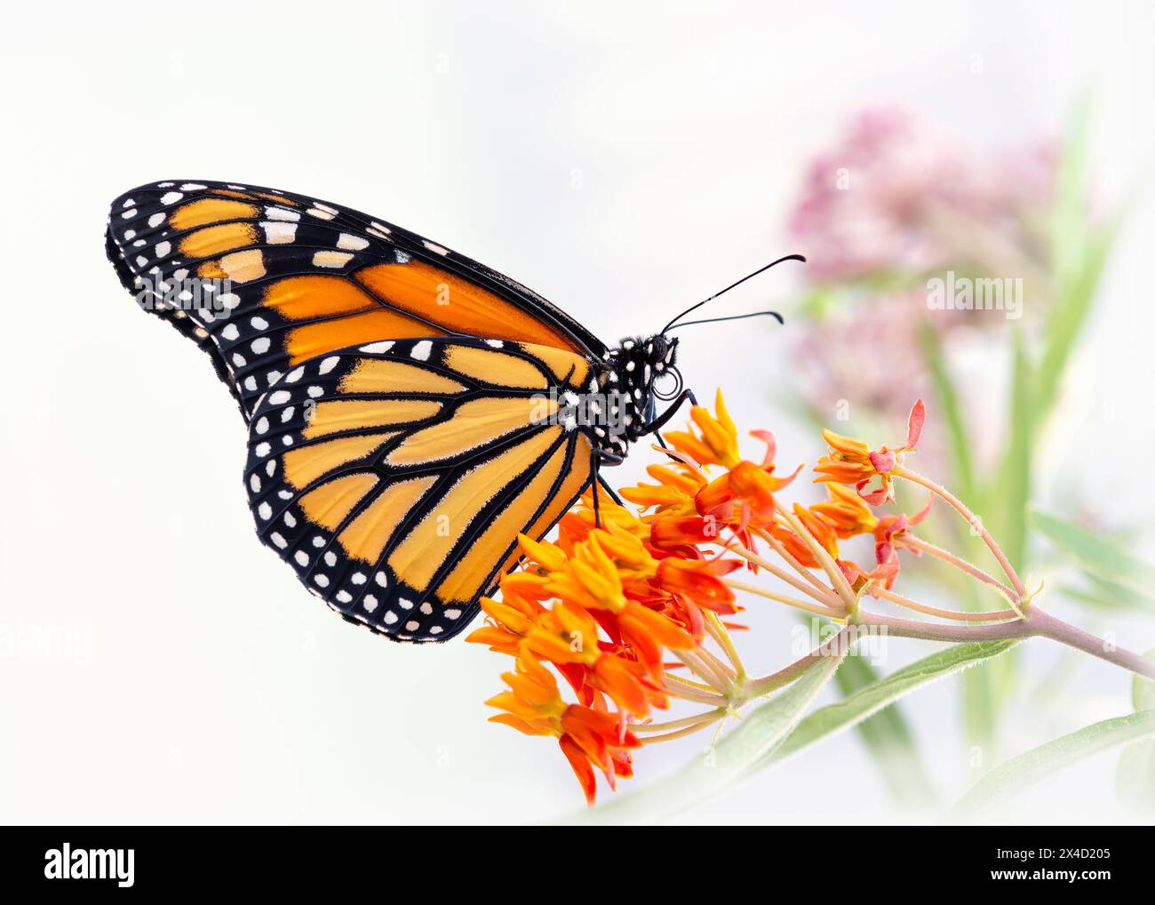 Milkweed plant with monarch butterfly hi-res stock photography and ...