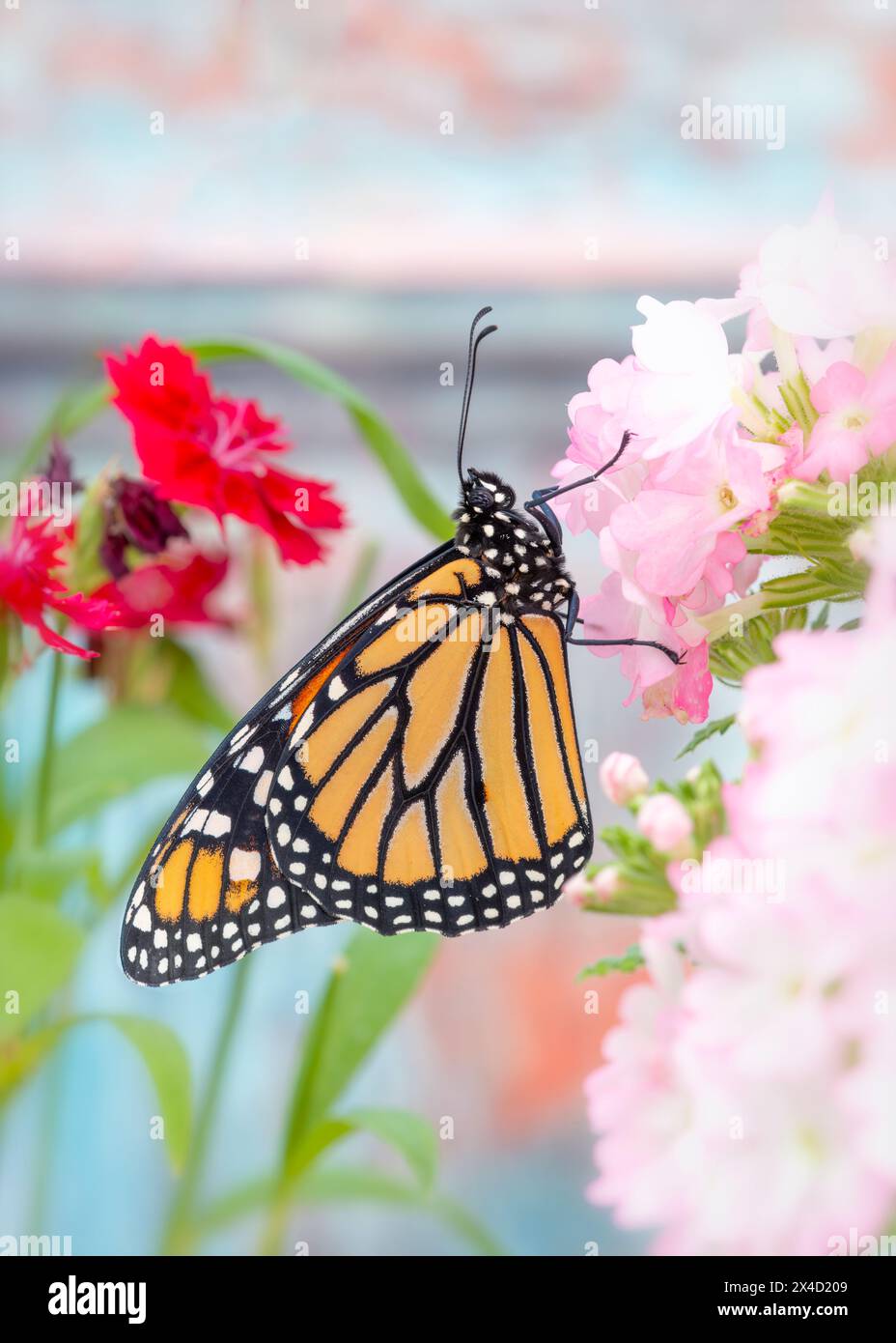Macro of a Monarch butterfly (danaus plexippus) resting in pink flowers ...