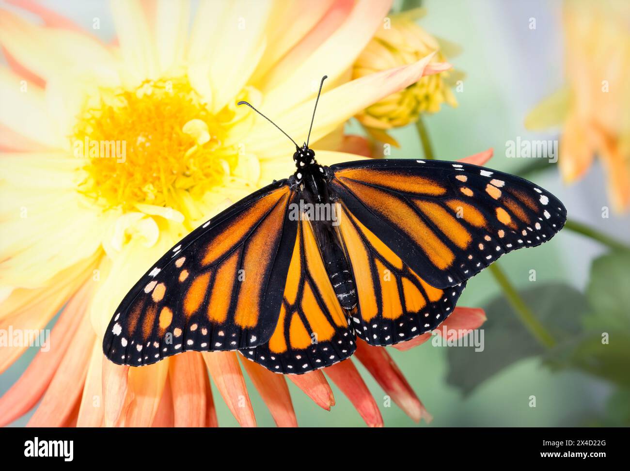 Macro of a Monarch butterfly (danaus plexippus) resting on a dahlia ...