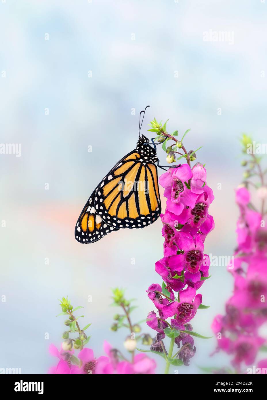 Macro of a Monarch butterfly (danaus plexippus) resting on a flower ...