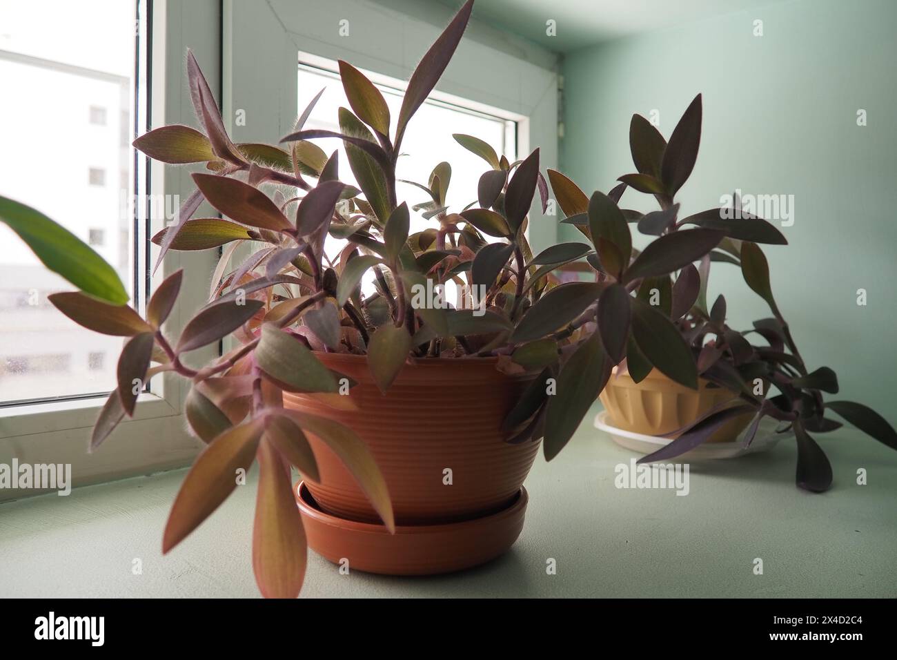 Tradescantia, genus of herbaceous perennial wildflowers inCommelinaceae ...