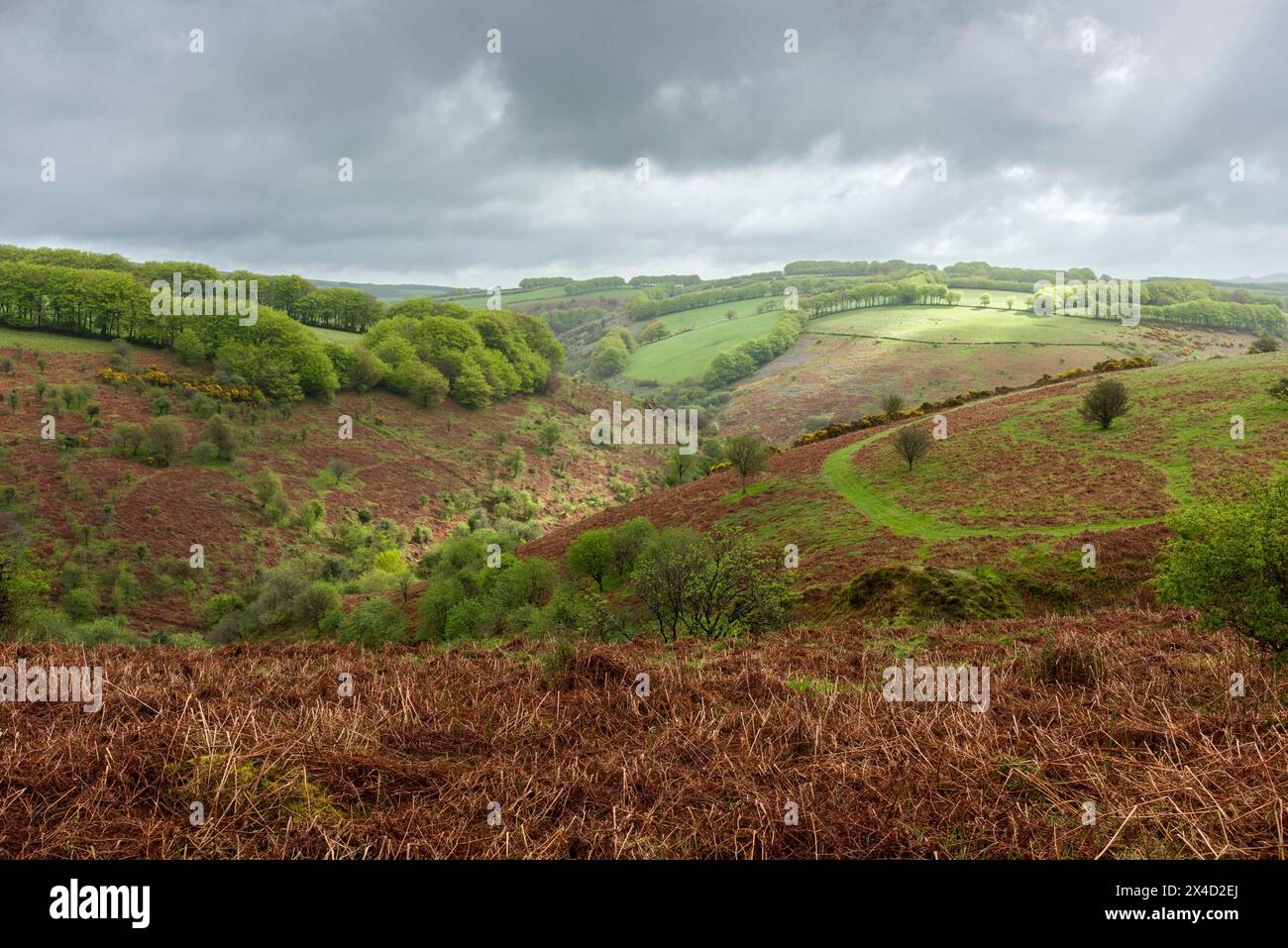 Road Hill and the Exe Valley beyond from the Exe Valley Way on Room ...