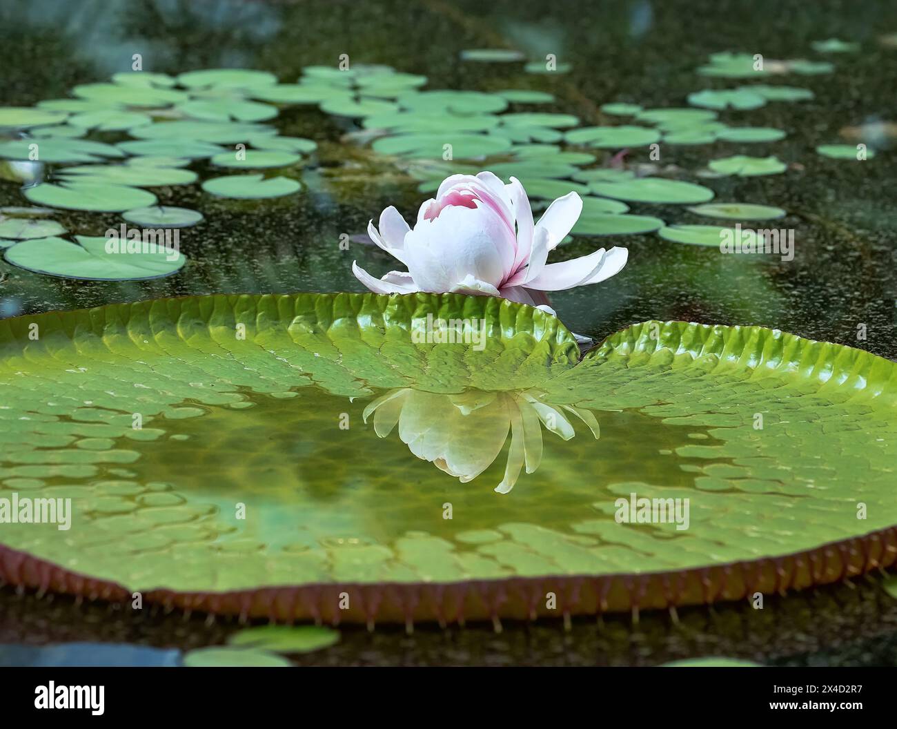 Lily flower on water on green leaf, Amazon Waterlily, Victoria ...