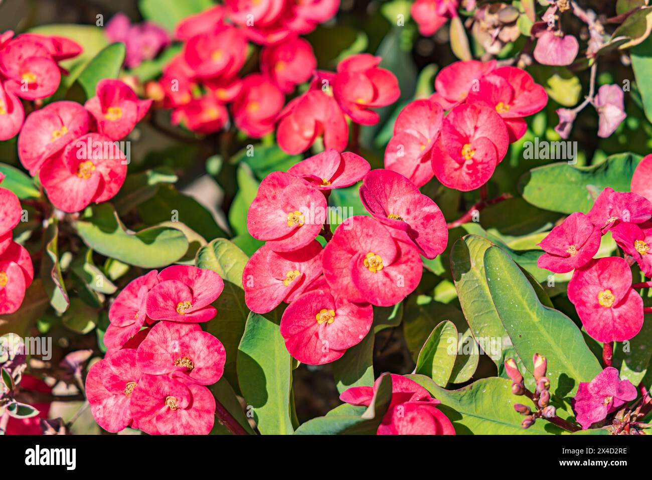 Luxor, Egypt. Red flowers in a garden Stock Photo - Alamy