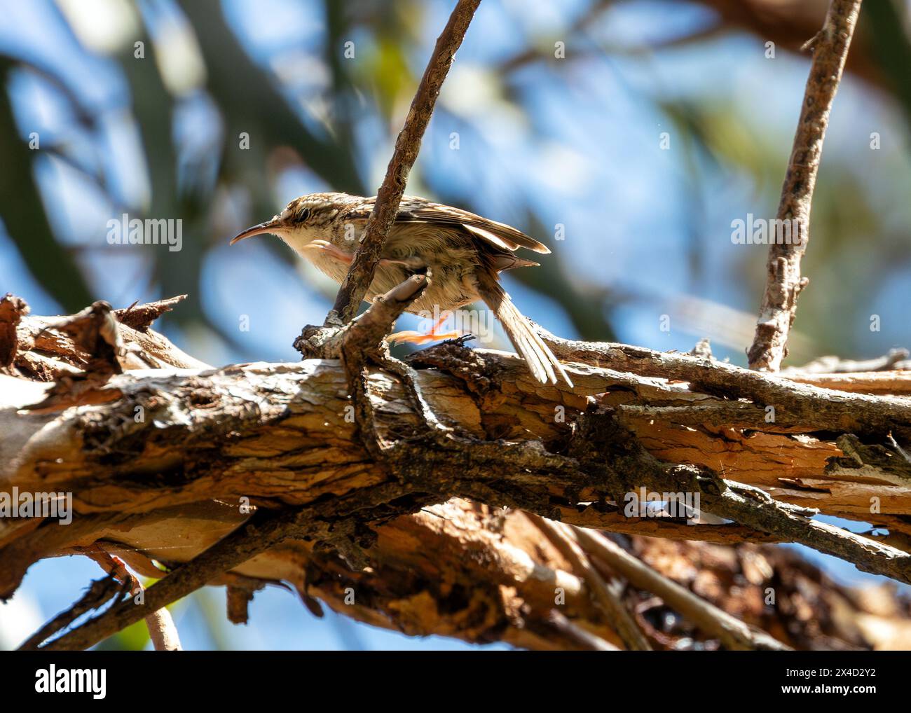 Tiny brown bird with curved beak. Scans tree trunks for insects in ...