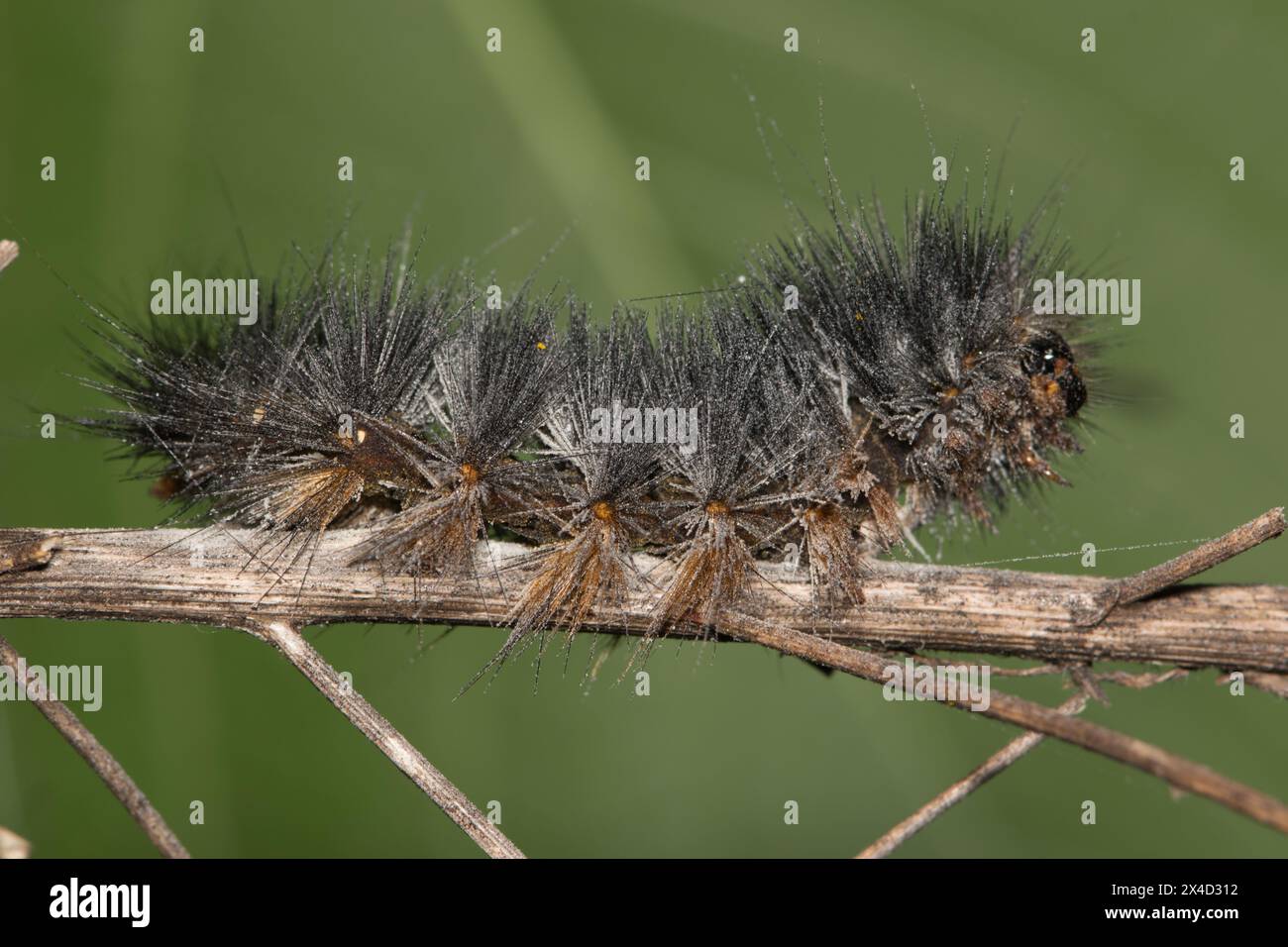 Salt marsh moth caterpillar (Estigmene acrea) insect dead on plant ...