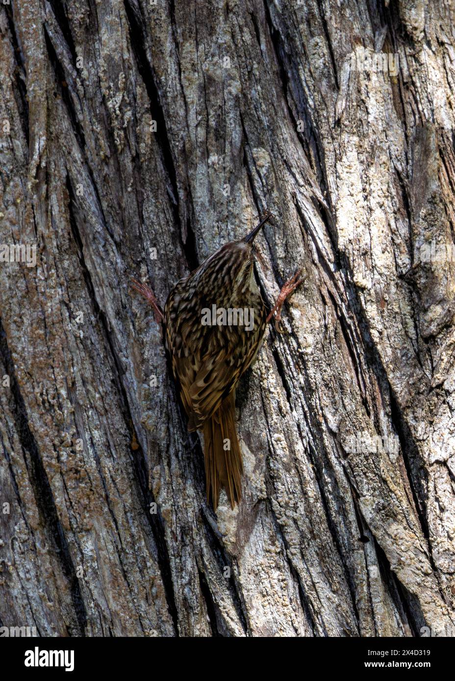 Tiny brown bird with curved beak. Scans tree trunks for insects in ...
