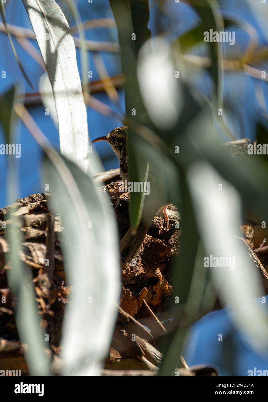 Tiny brown bird with curved beak. Scans tree trunks for insects in ...