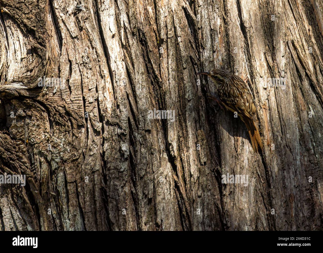 Tiny brown bird with curved beak. Scans tree trunks for insects in ...