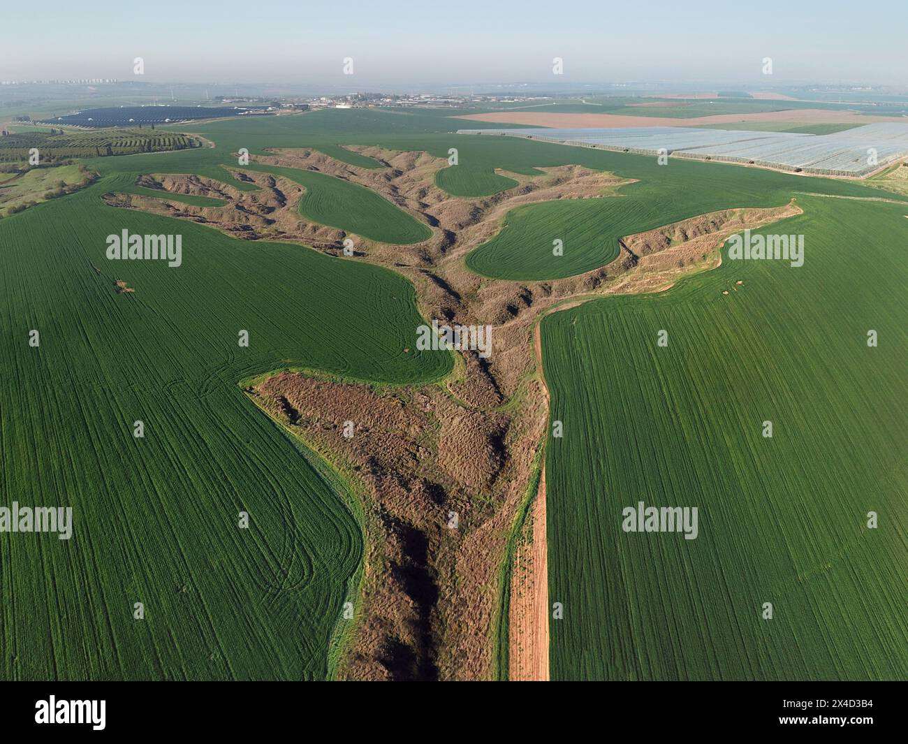 Drone view of a tree shape ravine between green agricultural field ...