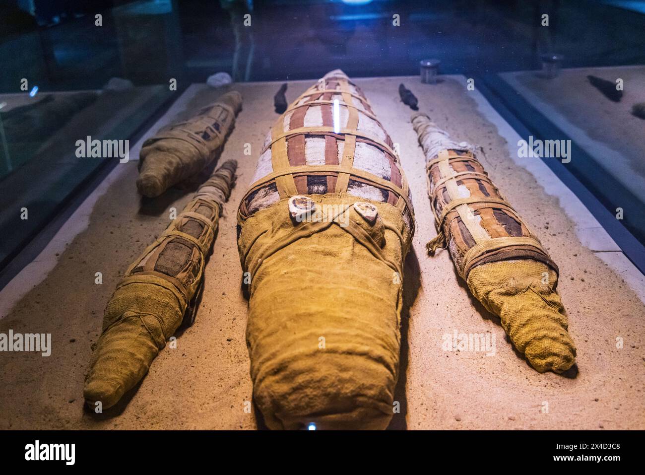 Kom Ombo, Aswan, Egypt. Mummified crocodiles in a museum at Kom Ombo ...