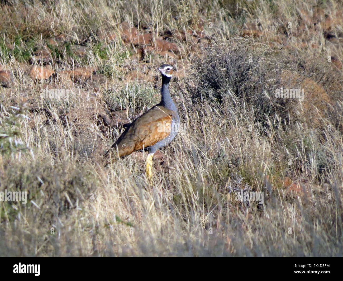 Bustard rocks hi-res stock photography and images - Alamy