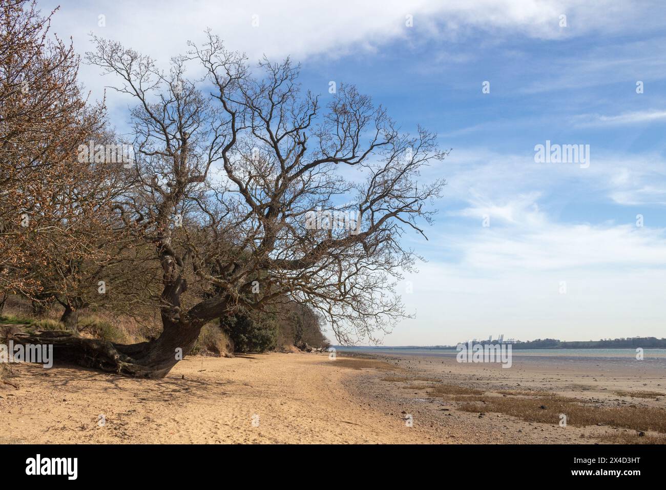 Fallen tree that is still growing on the beach at Nacton Shores ...