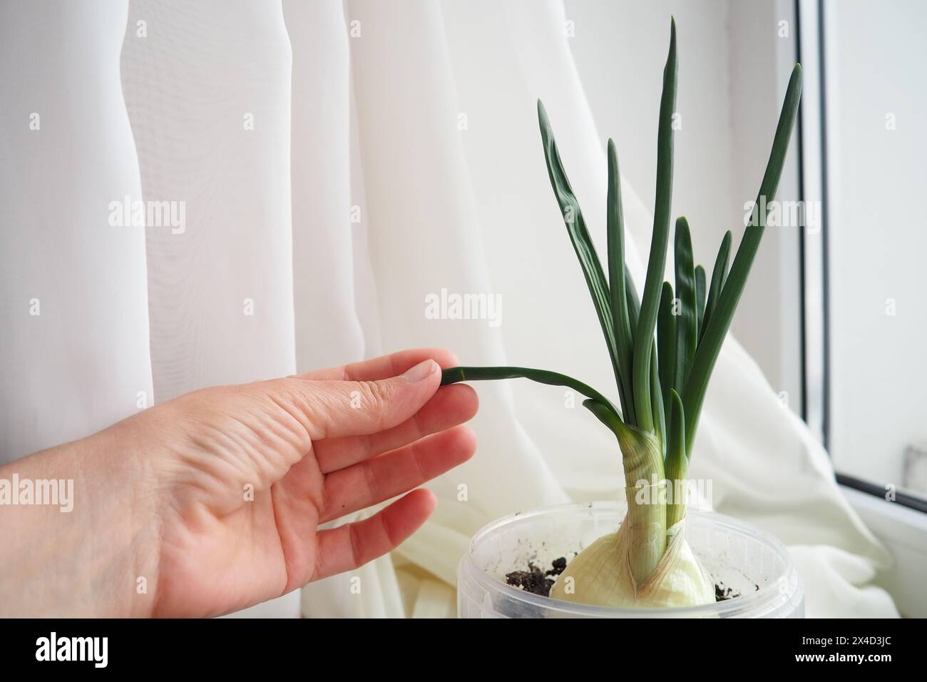 An onion Allium cepa L, bulb onion or common onion, is a vegetable that ...