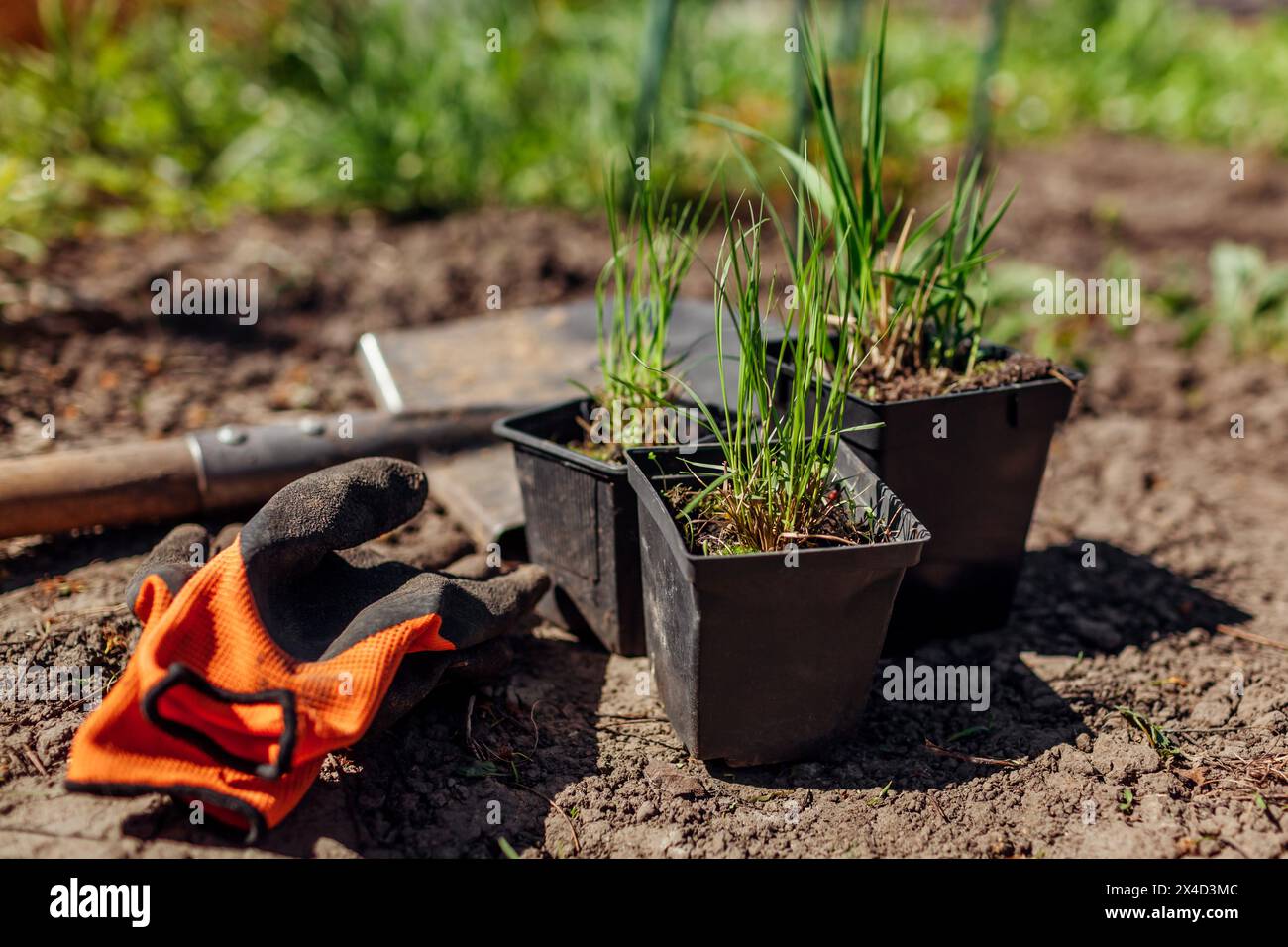 Planting potted ornamental grasses in spring garden using shovel ...