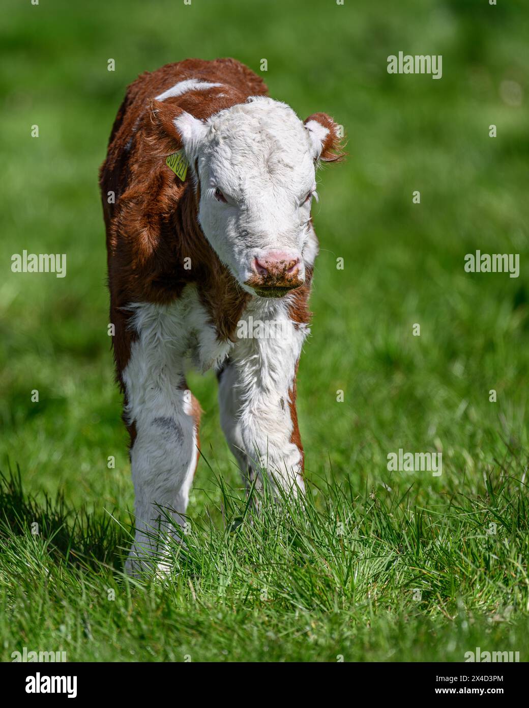 Newborn calf suckling hi-res stock photography and images - Alamy