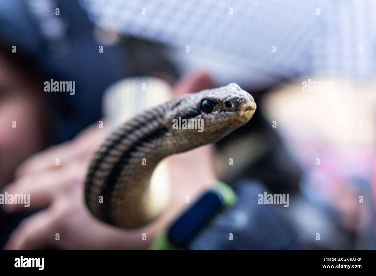 The `cervone´ snake (Elaphe quatuorlineata) is one of the largest and ...