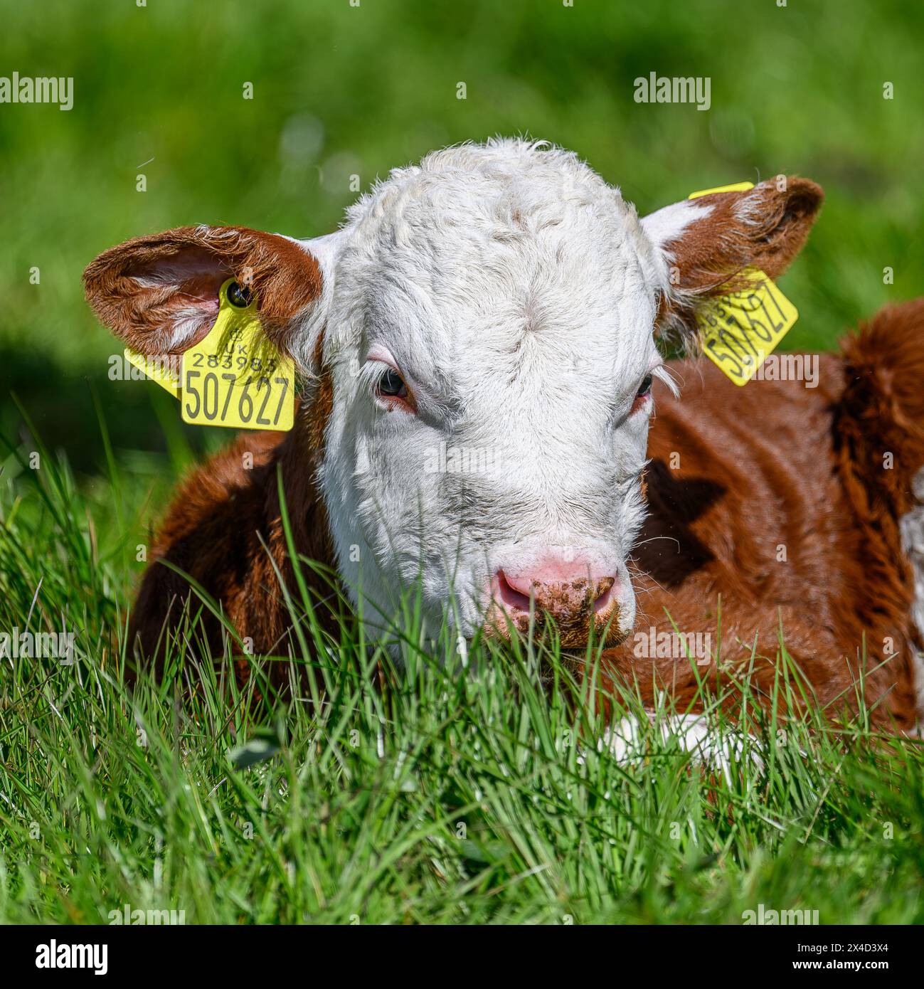 Brown cow calf hi-res stock photography and images - Alamy