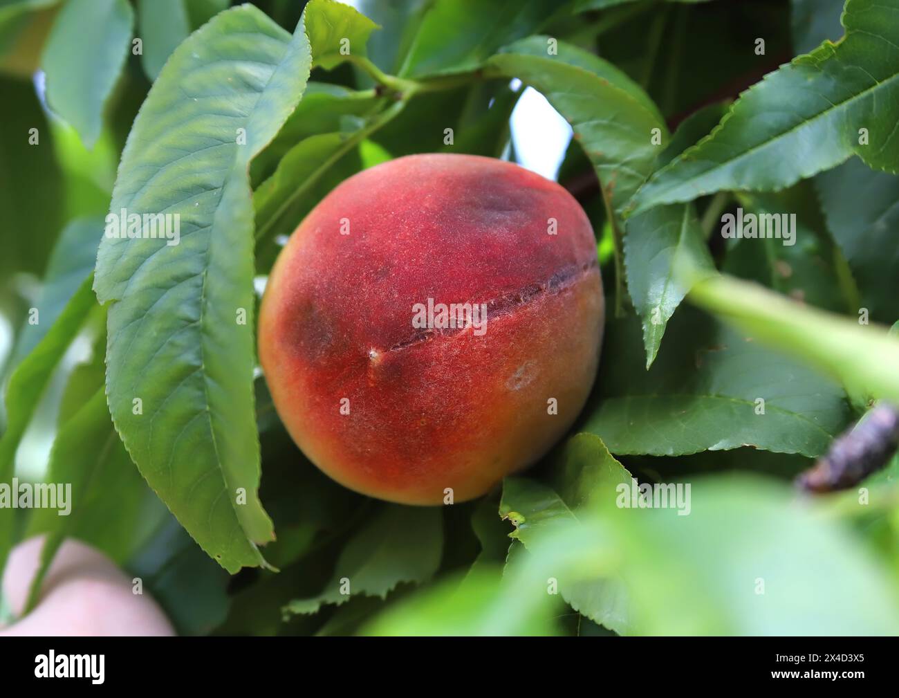 Large wonderful peach in a hand, close-up, focus on the fruit, natural ...