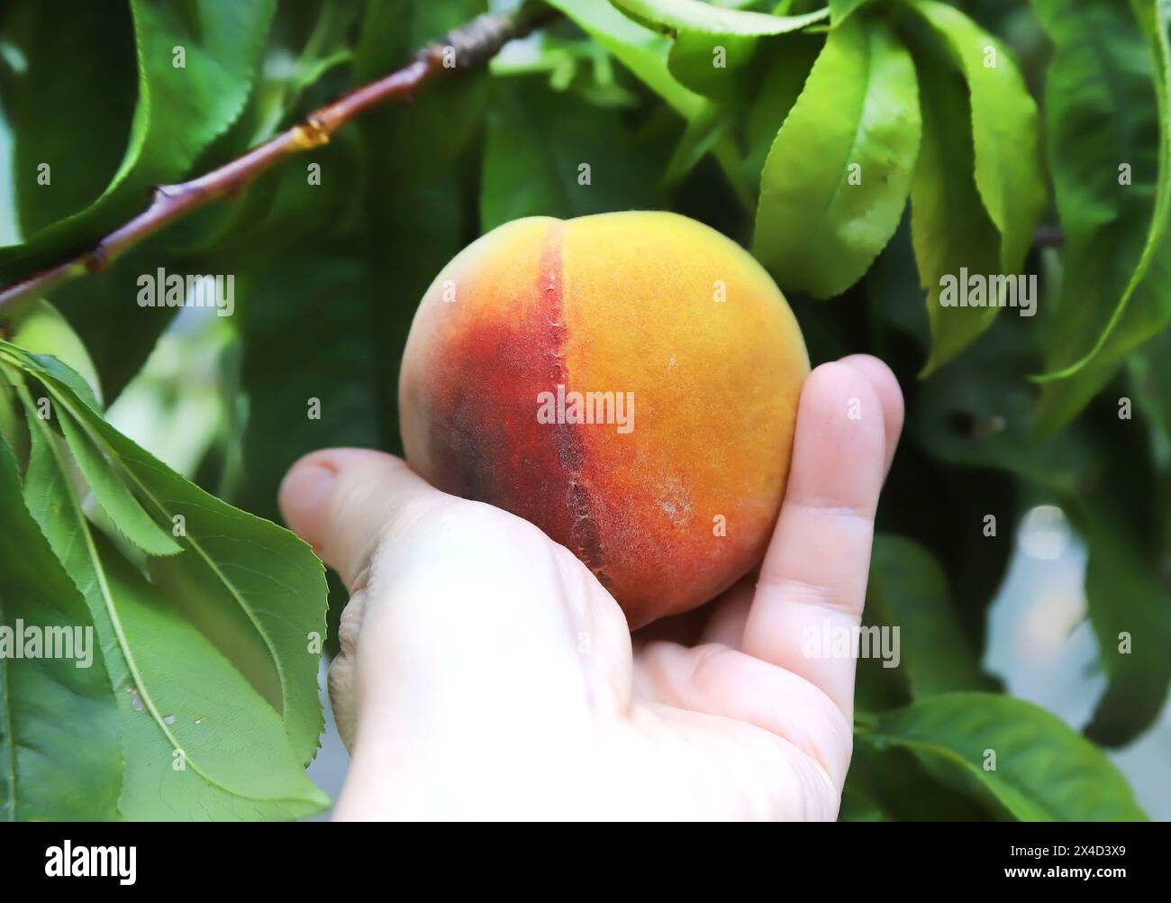 Large wonderful peach in a hand, close-up, focus on the fruit, natural ...