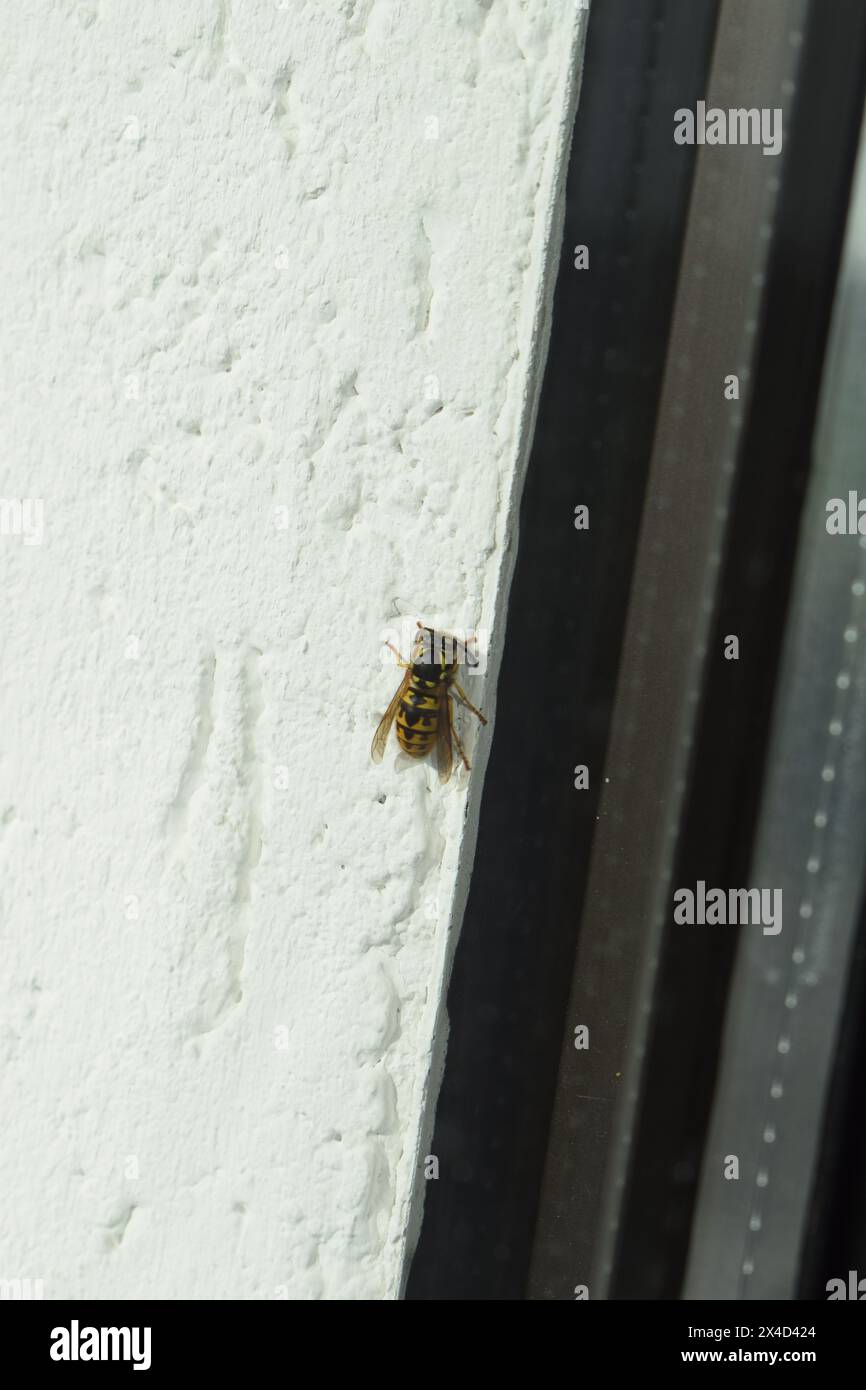 wasp in the morning sun Stock Photo - Alamy
