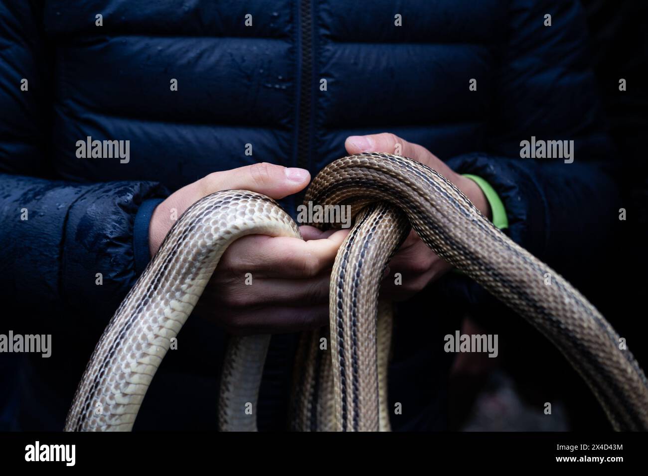 Detail of 'cervone' snakes in the hands of a 'serparo'. Abruzzo's most ...