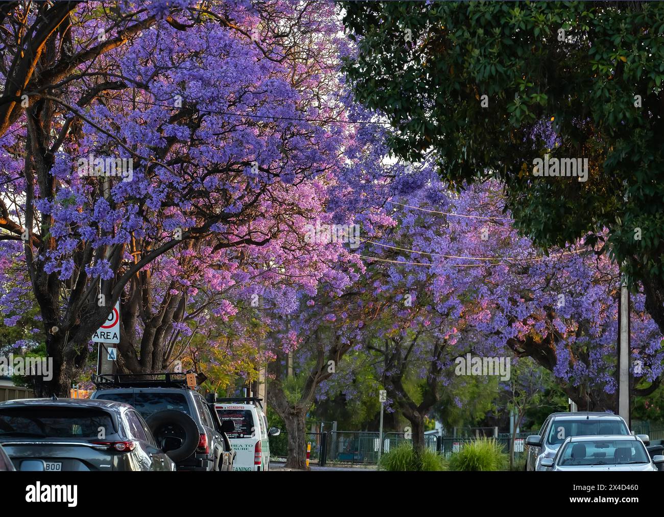 Jacaranda trees in South Australia, purple bloom for spring or summer ...