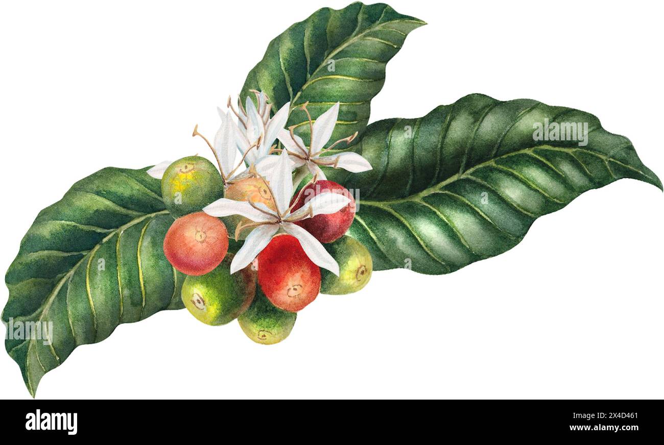 Coffee plant, realistic, watercolor, beans, leaves and flowers, hand ...