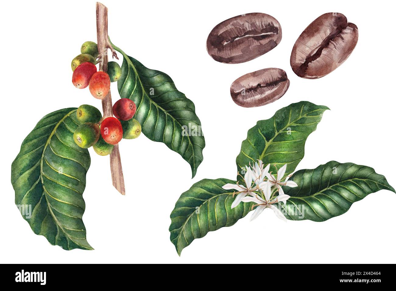 Coffee plant, realistic, watercolor, beans, leaves and flowers, hand ...