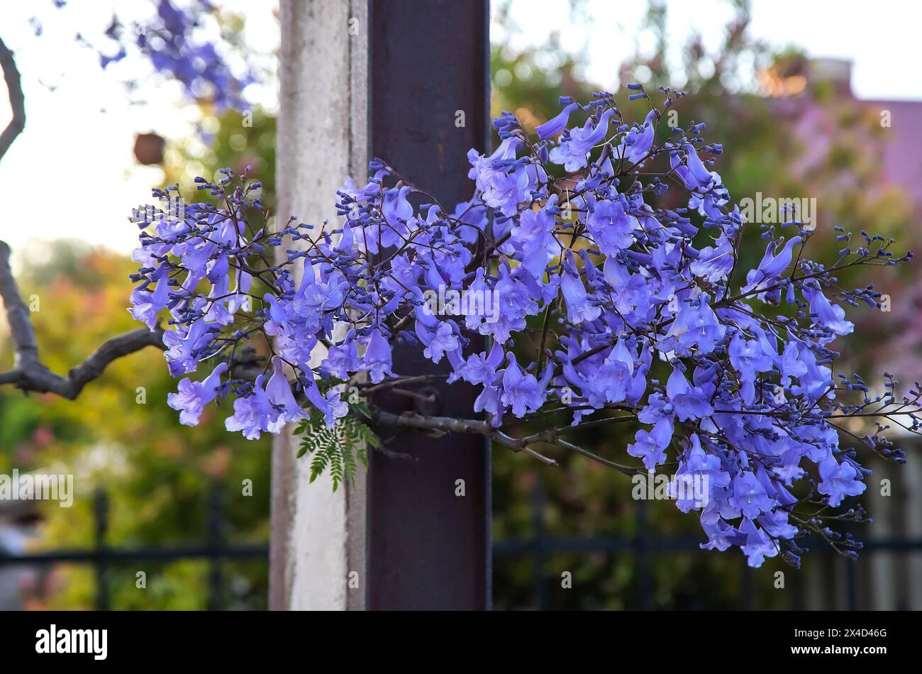 Jacaranda leaves hi-res stock photography and images - Alamy