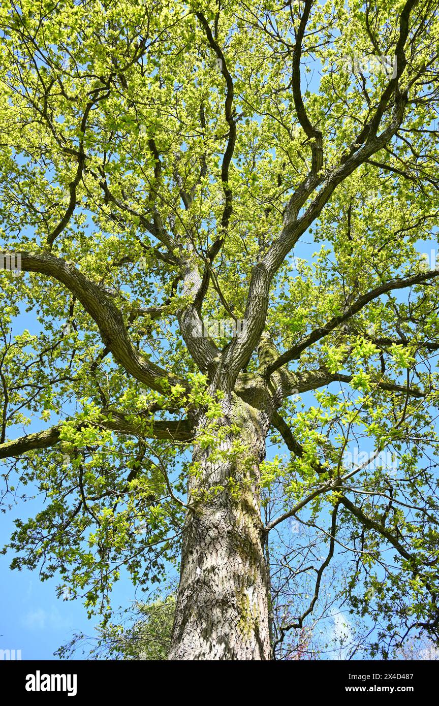 Fresh green spring leaves of common English oak tree, Quercus Robur UK ...