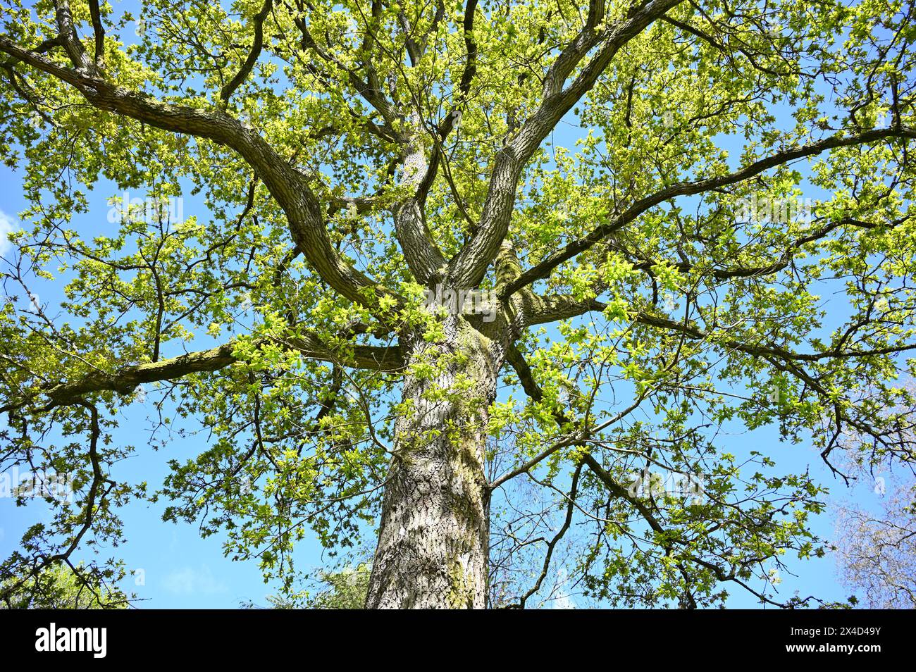 Fresh green spring leaves of common English oak tree, Quercus Robur UK ...