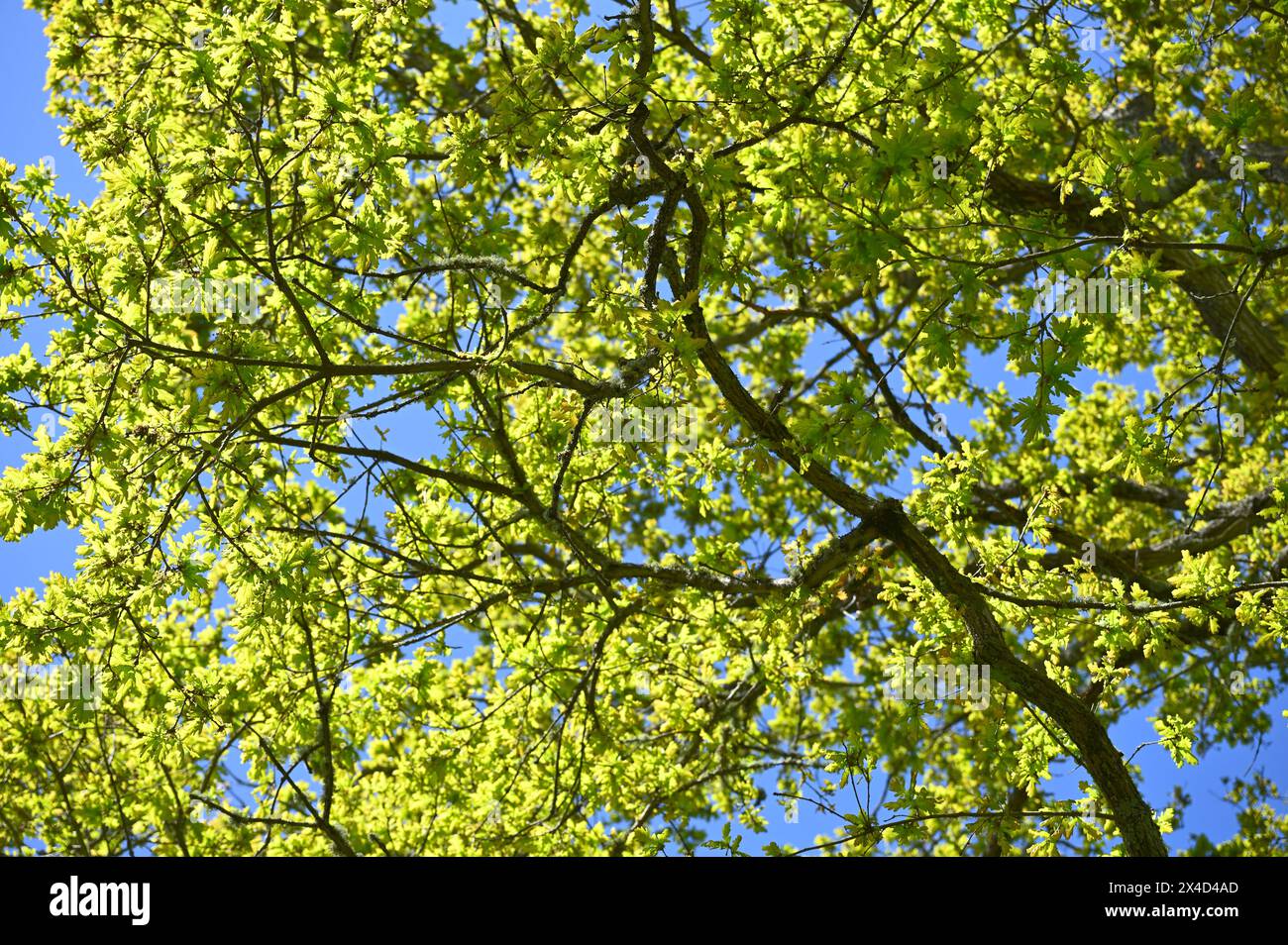 English oak quercus robur spring hi-res stock photography and images ...