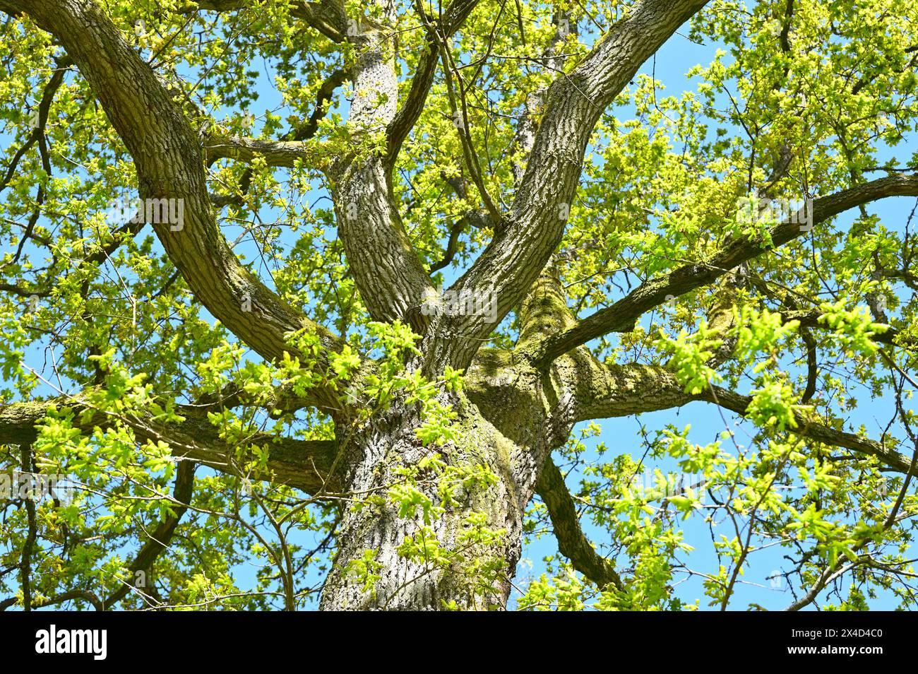 Fresh green spring leaves of common English oak tree, Quercus Robur UK ...