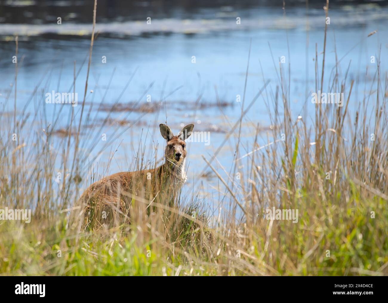 Very cute little wallaby kangaroo is grazing on a green meadow among ...