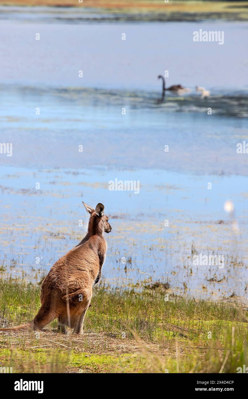 Very cute little wallaby kangaroo is grazing on a green meadow among ...
