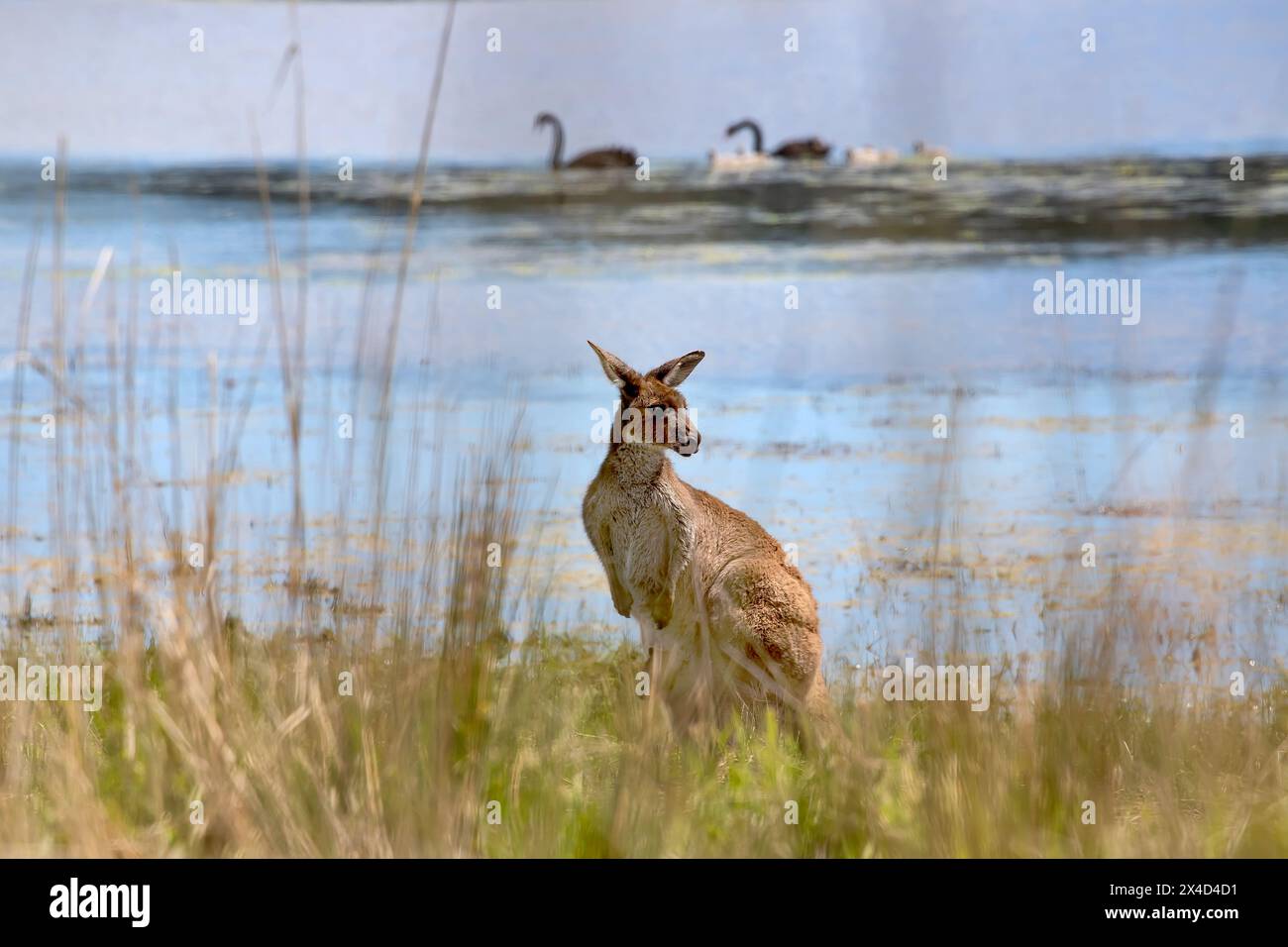 Very cute little wallaby kangaroo is grazing on a green meadow among ...