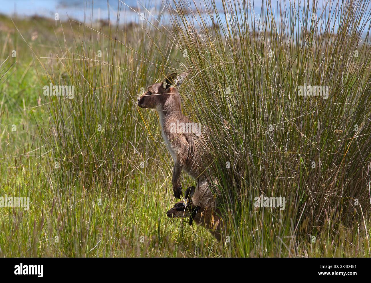 Very cute little wallaby kangaroo is grazing on a green meadow among ...